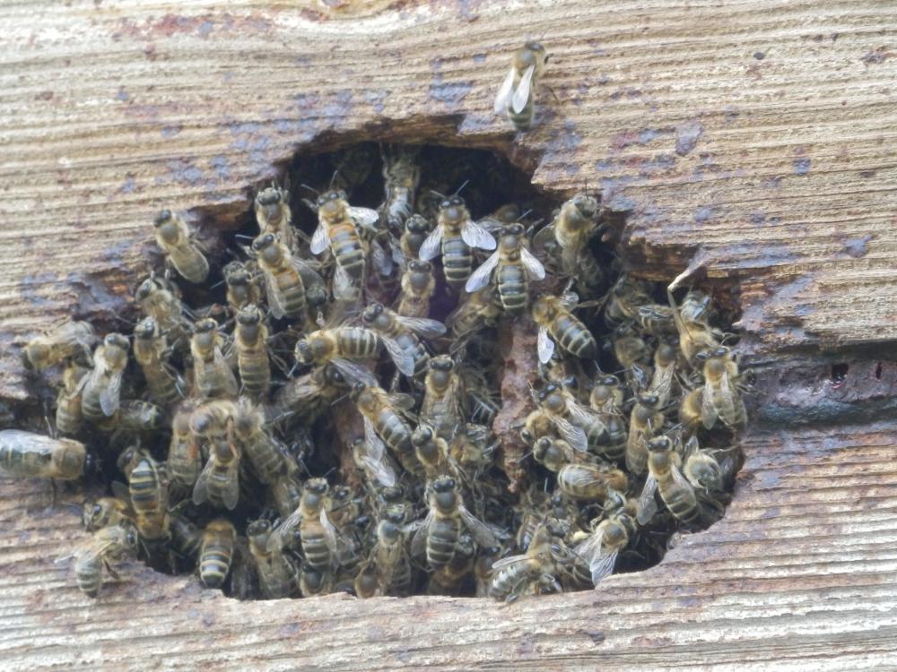 Mongrel bees. – Fat Daddy’s Apiary