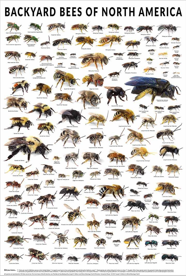 Types of bees. – Fat Daddy’s Apiary