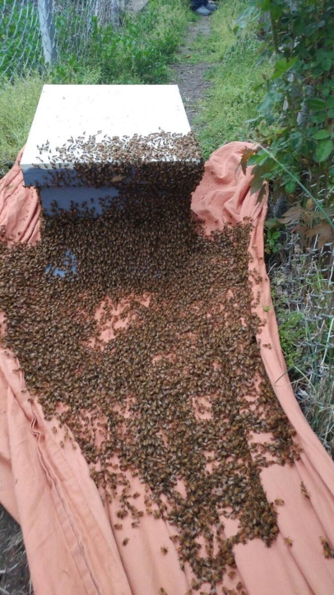 The shook swarm method of comb renewal. – Fat Daddy’s Apiary